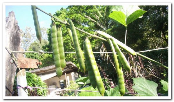 Yam Bean | Yandina Community Gardens