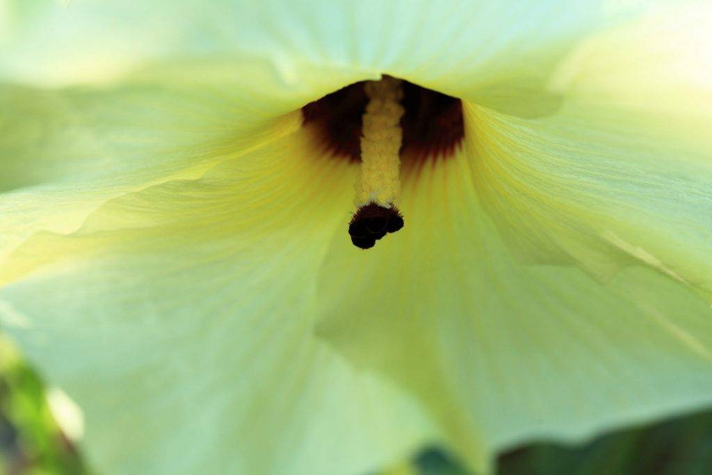 Aibika (Abelmoschus manihot) | Yandina Community Gardens