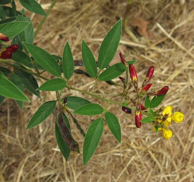 Pigeon Pea (Cajanus cajun) | Yandina Community Gardens