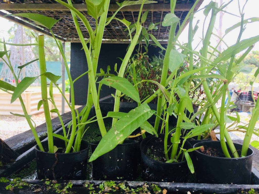 KangKong | Yandina Community Gardens