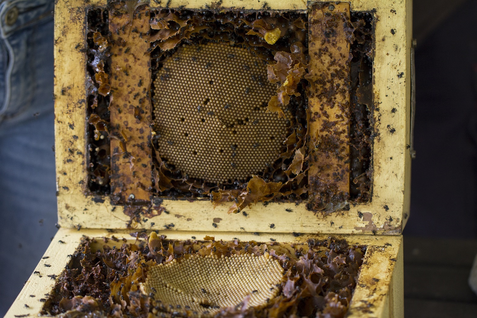 Native Stingless Bees and Splitting a Hive | Yandina Community Gardens