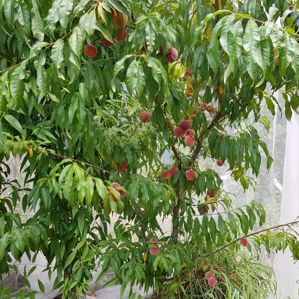 Intensive Fruit Orchard at Yandina Community Gardens | Yandina ...