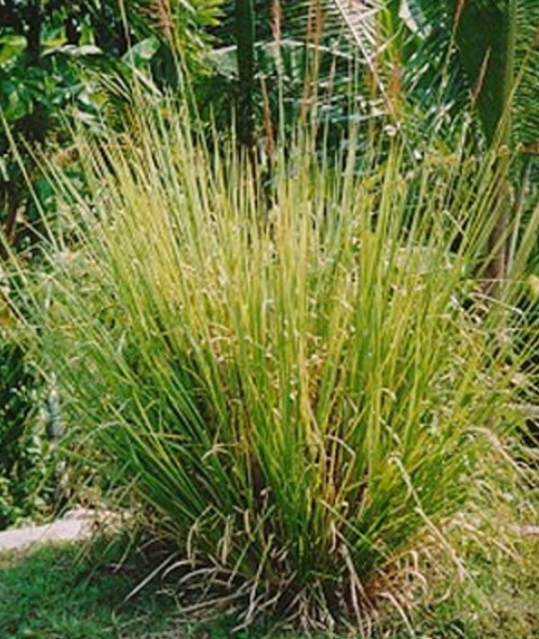 Vetiver Grass (Chrysopogon zizanioides) | Yandina Community Gardens